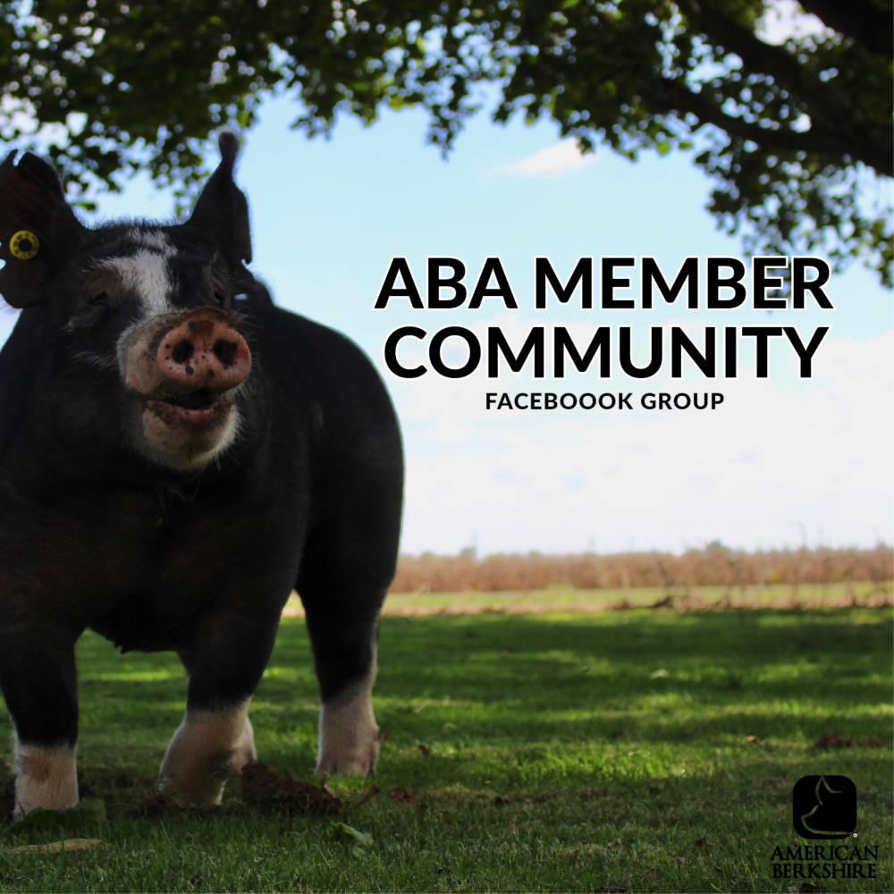 ABA Member Community on Facebook - American Berkshire Association ...