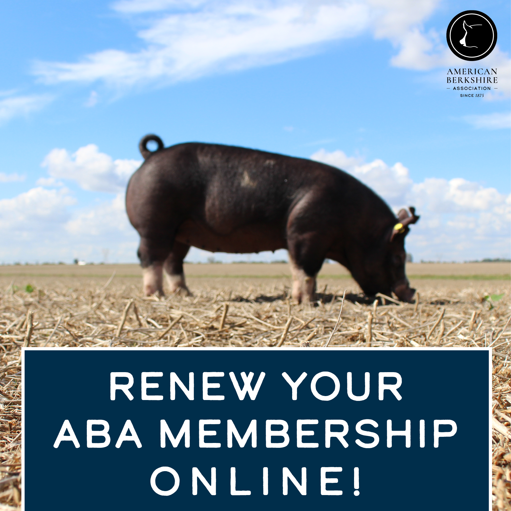 Homepage - American Berkshire Association | Since 1875