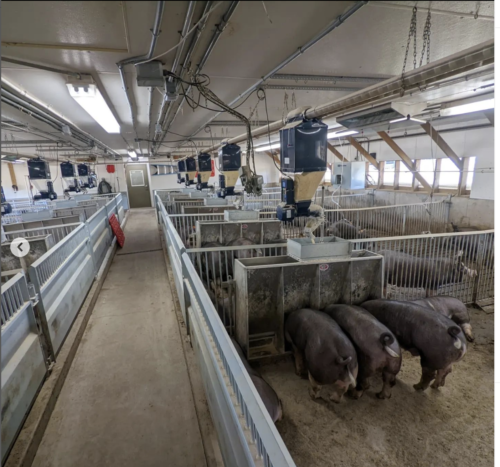 Why Participate in the ABA Progeny Test? - American Berkshire ...