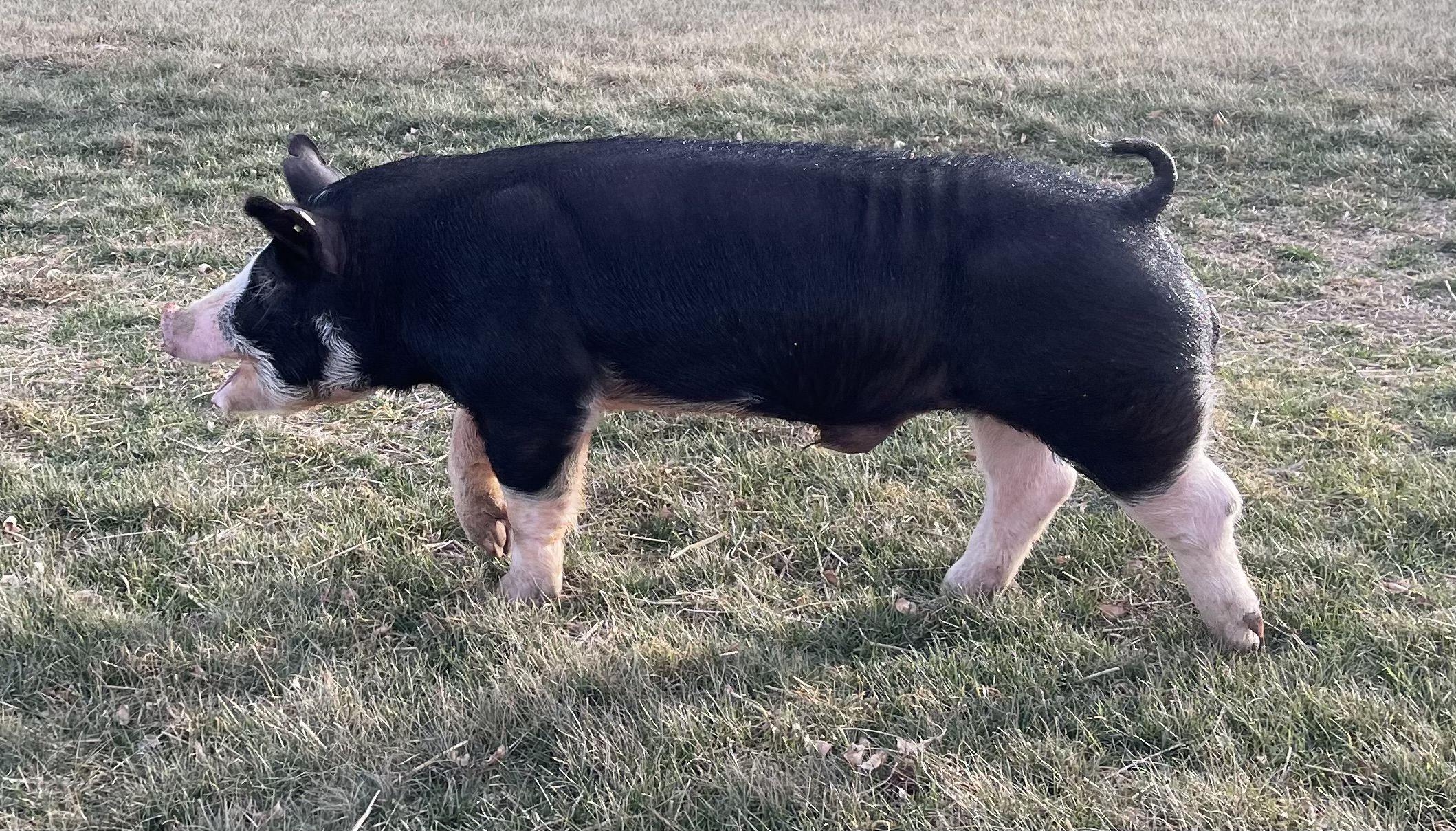 Sire Directory | American Berkshire Association | Since 1875